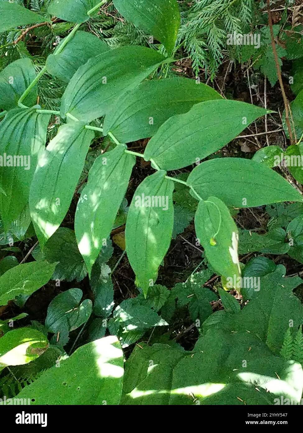 white twisted-stalk (Streptopus amplexifolius Stock Photo - Alamy