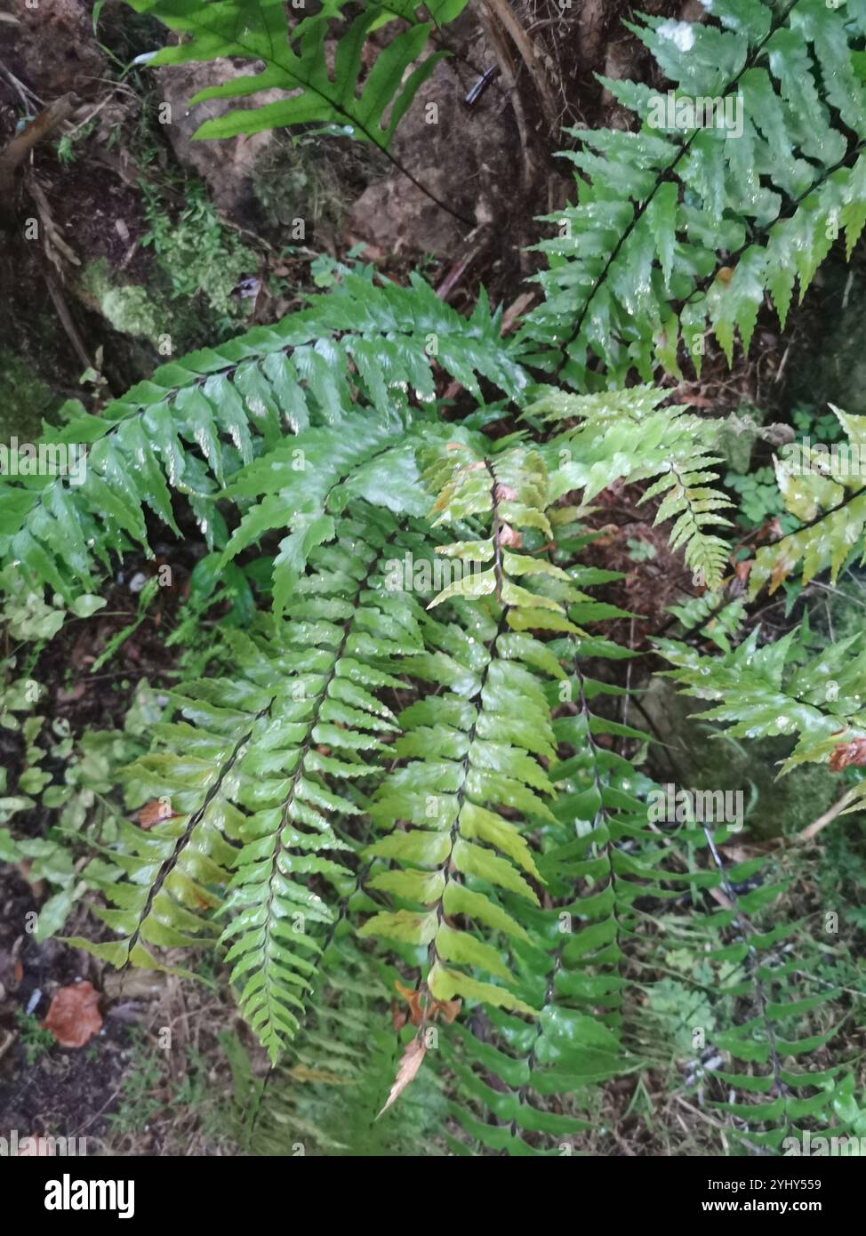 Mare's Tail Fern (Asplenium polyodon Stock Photo - Alamy