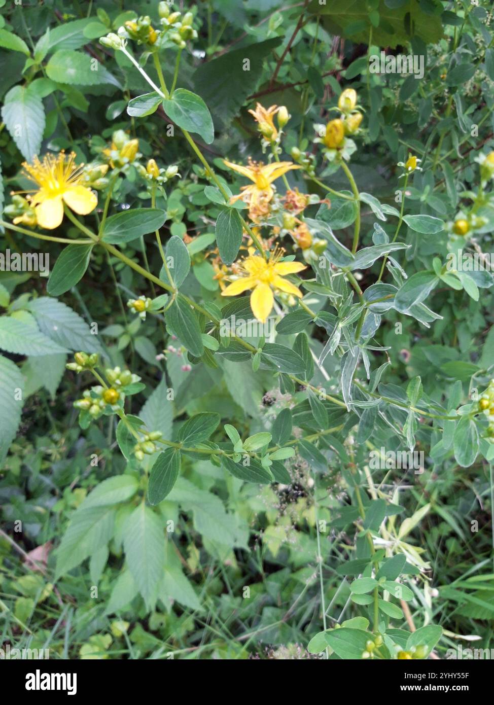 Imperforate St John's-wort (Hypericum maculatum Stock Photo - Alamy