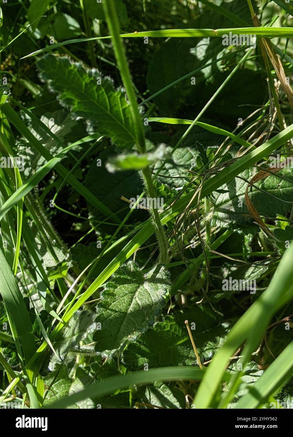 common hedge-nettle (Betonica officinalis Stock Photo - Alamy