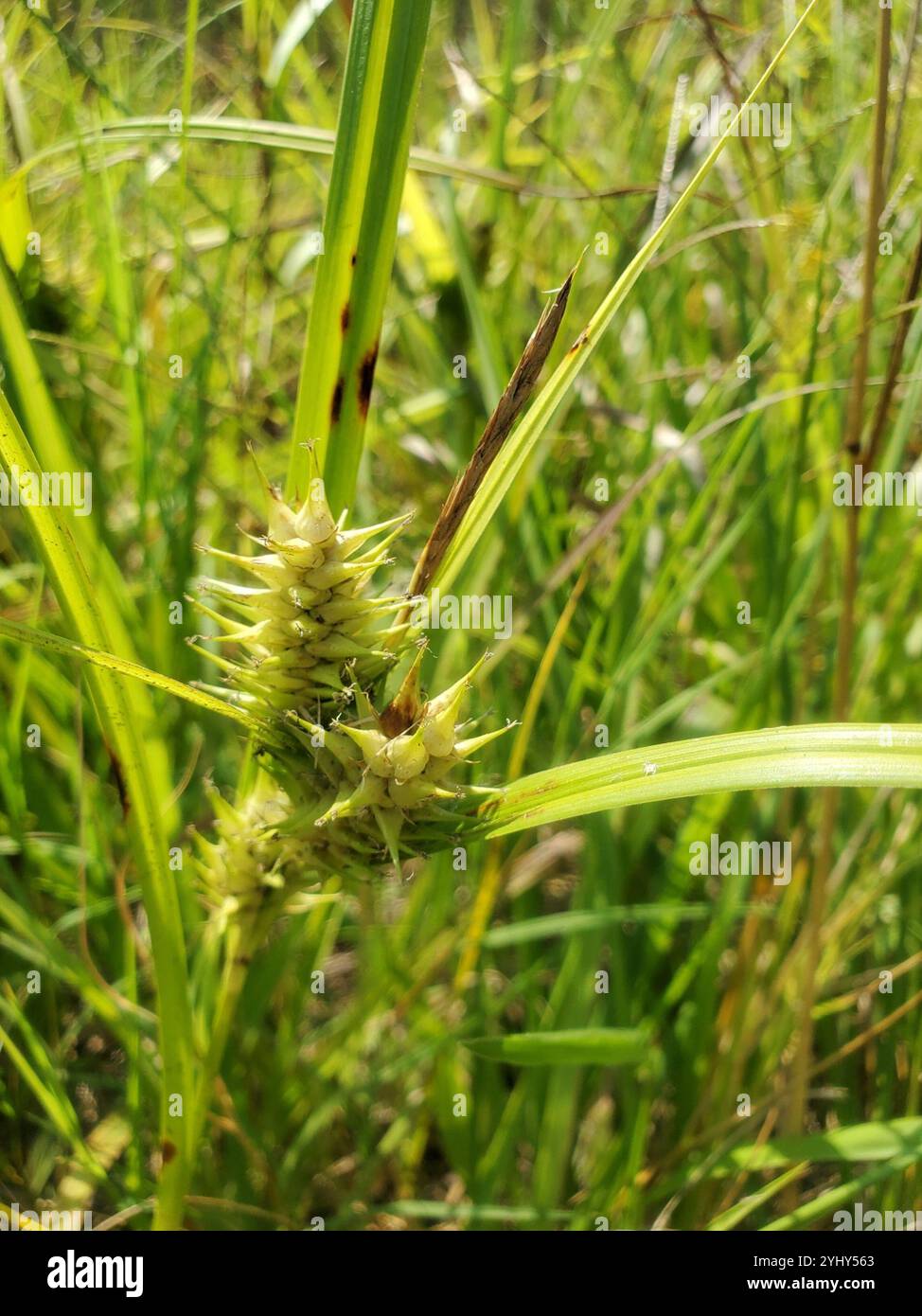 hop sedge (Carex lupulina Stock Photo - Alamy