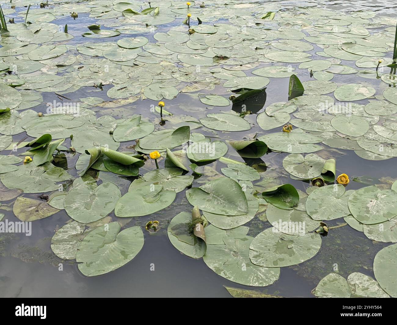 yellow water-lily (Nuphar lutea Stock Photo - Alamy