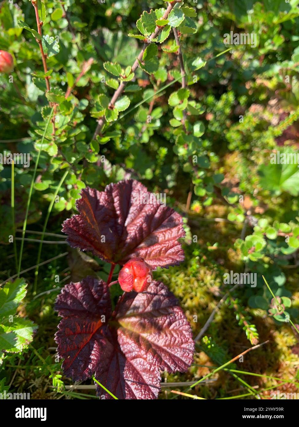 cloudberry (Rubus chamaemorus Stock Photo - Alamy