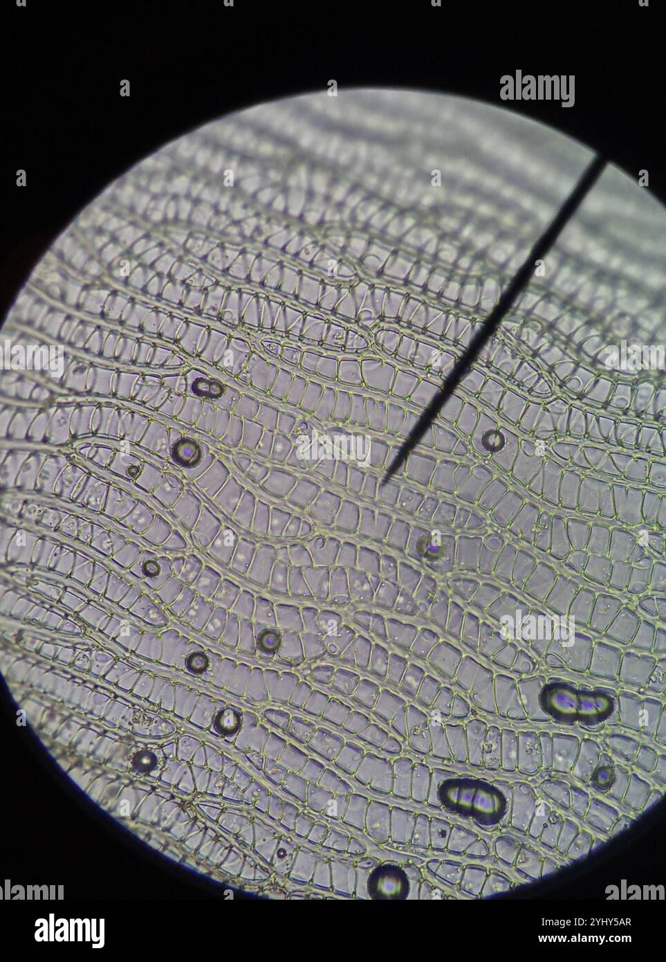 Cow-horn Bog-moss (Sphagnum denticulatum Stock Photo - Alamy