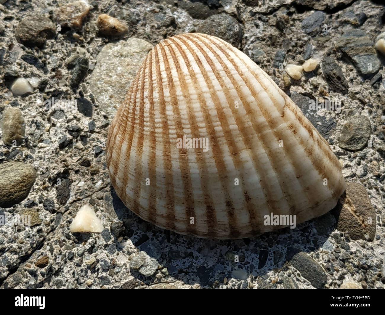 Ark clams hi-res stock photography and images - Alamy