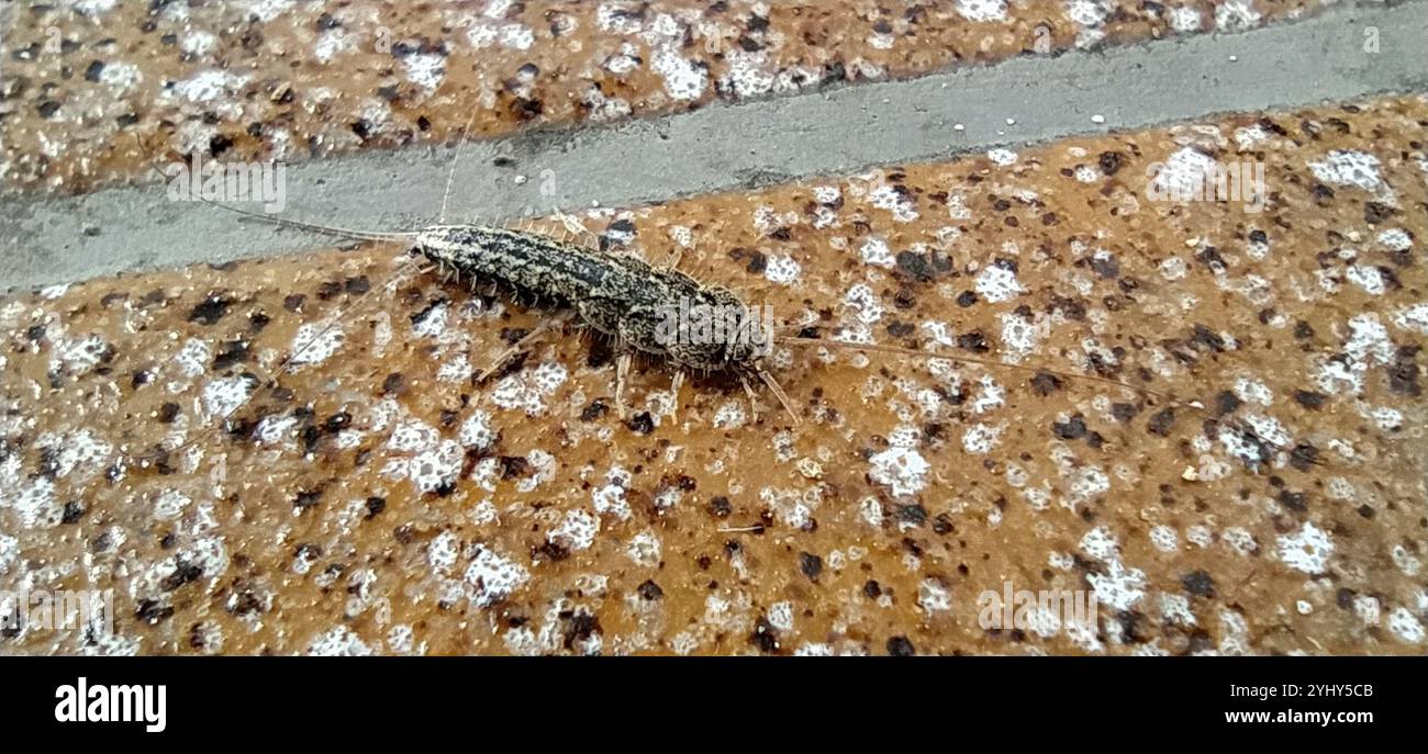 Ctenolepisma lineatum hi-res stock photography and images - Alamy