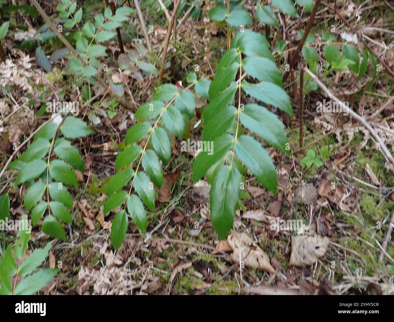 Cascade Oregon-grape (Berberis nervosa Stock Photo - Alamy