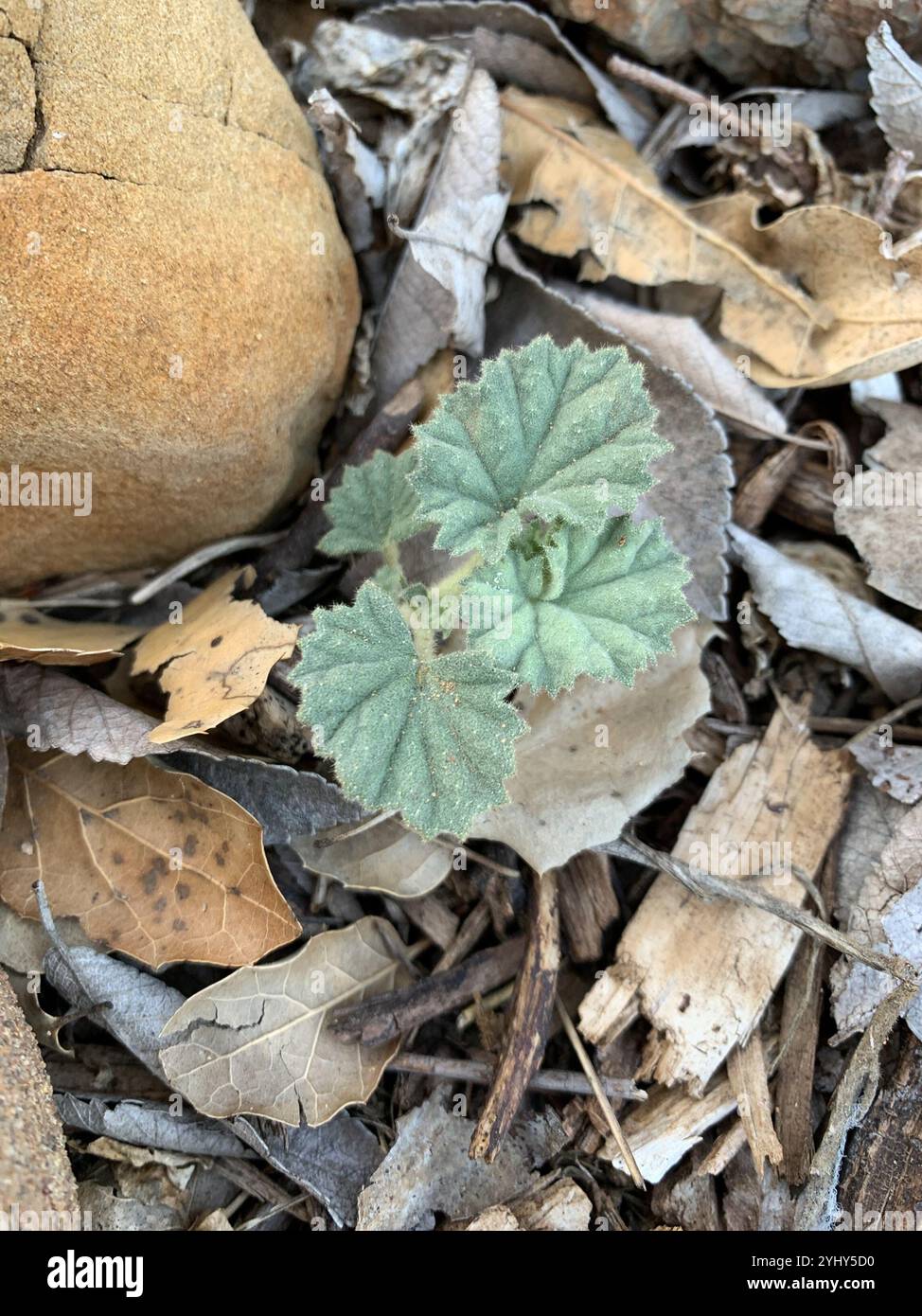 alkali mallow (Malvella leprosa Stock Photo - Alamy