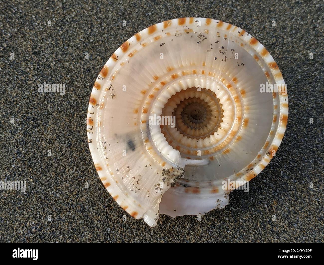 giant sundial (Architectonica maxima Stock Photo - Alamy