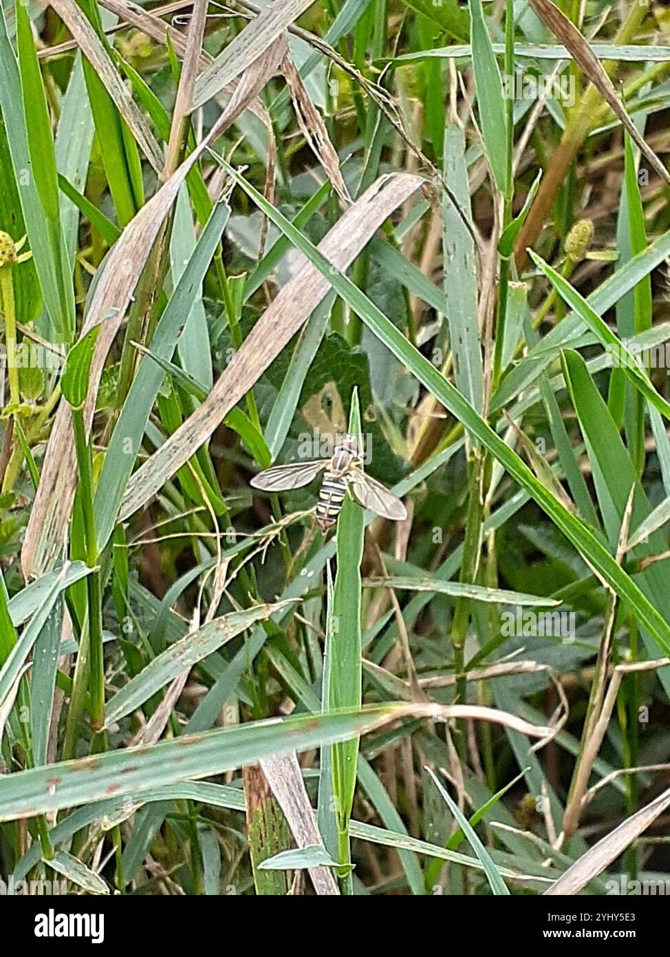 Maize Calligrapher (Toxomerus politus Stock Photo - Alamy