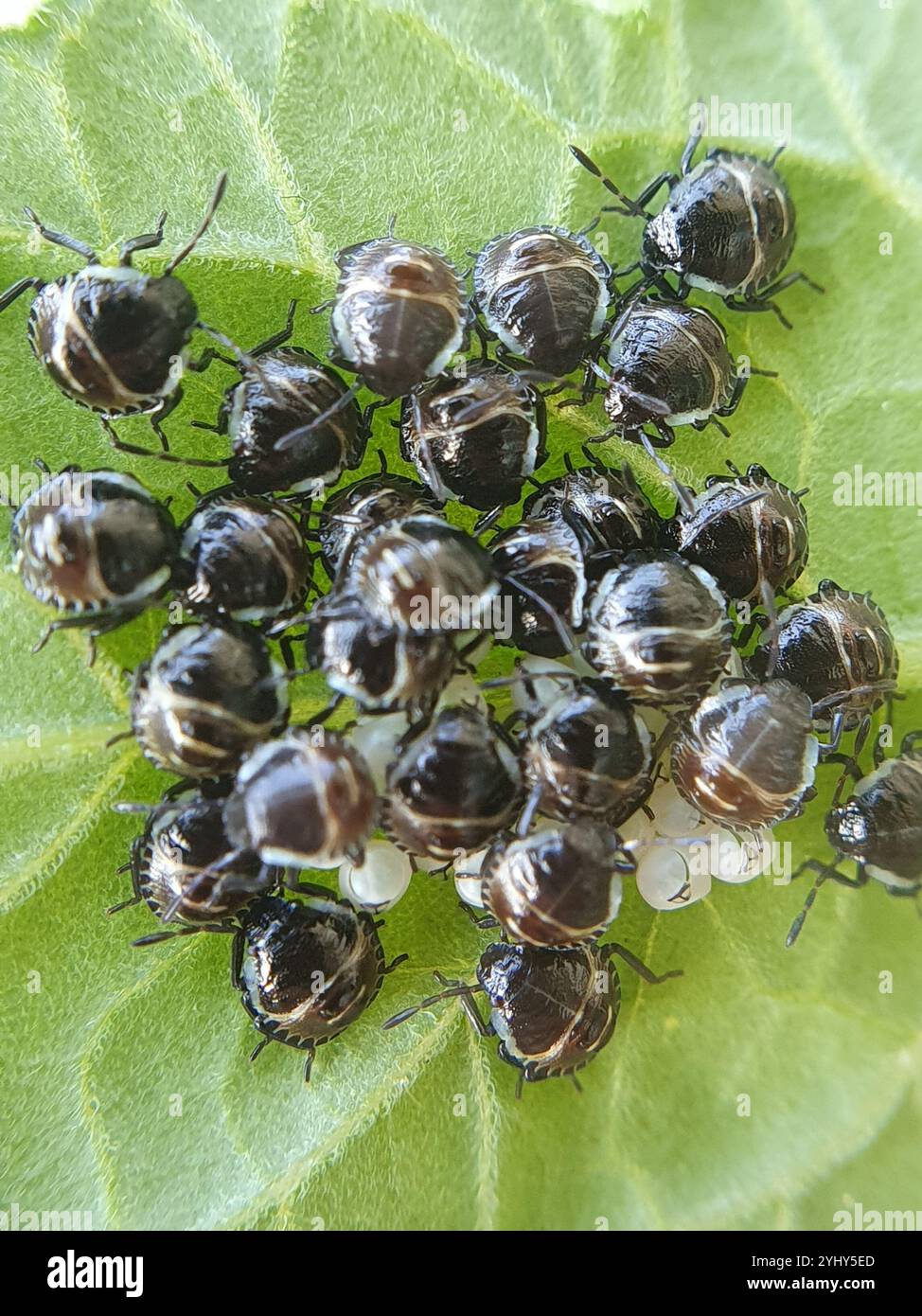 Green Shield Bug (Palomena prasina Stock Photo - Alamy