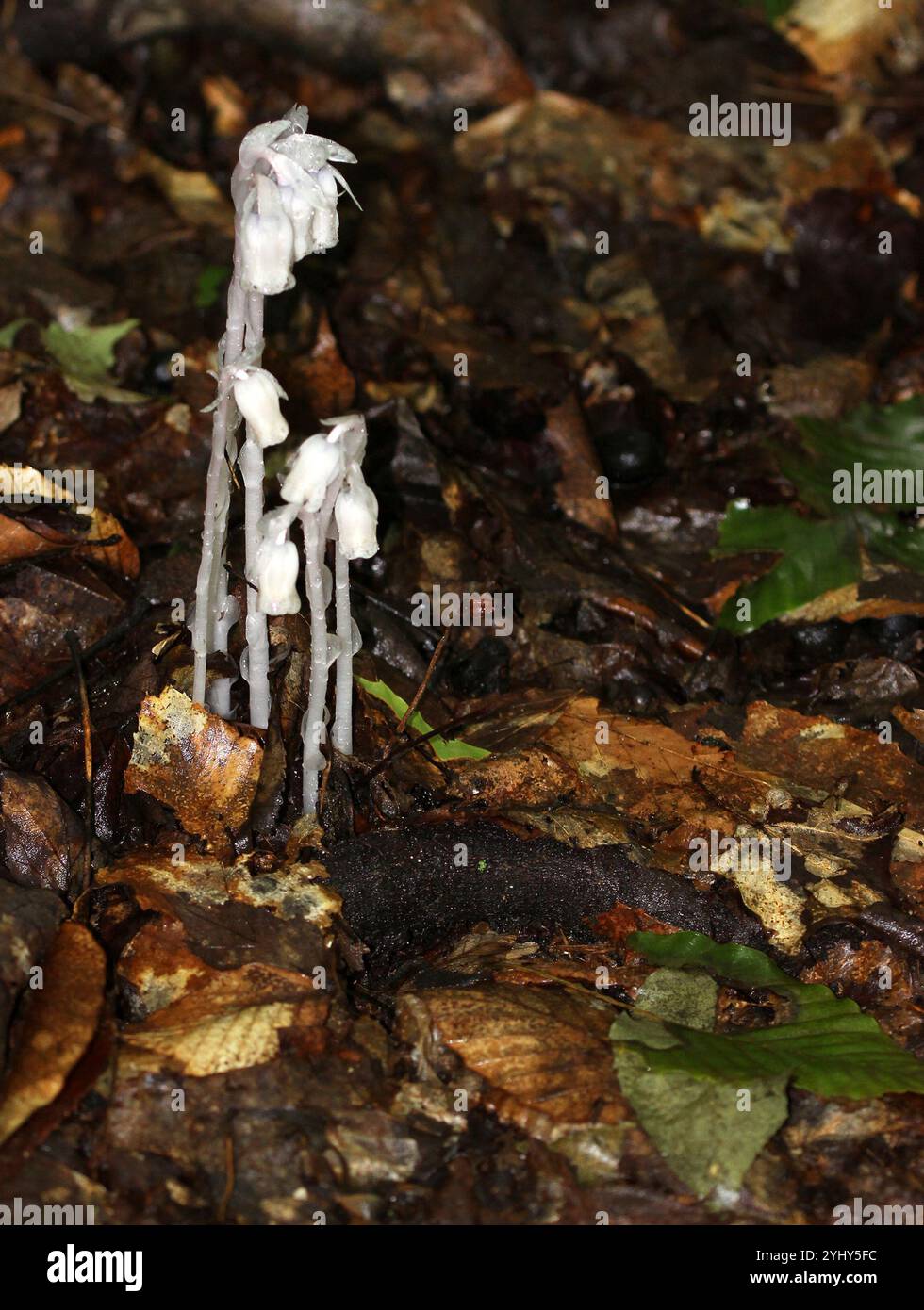 Ghost Pipe (Monotropa uniflora Stock Photo - Alamy