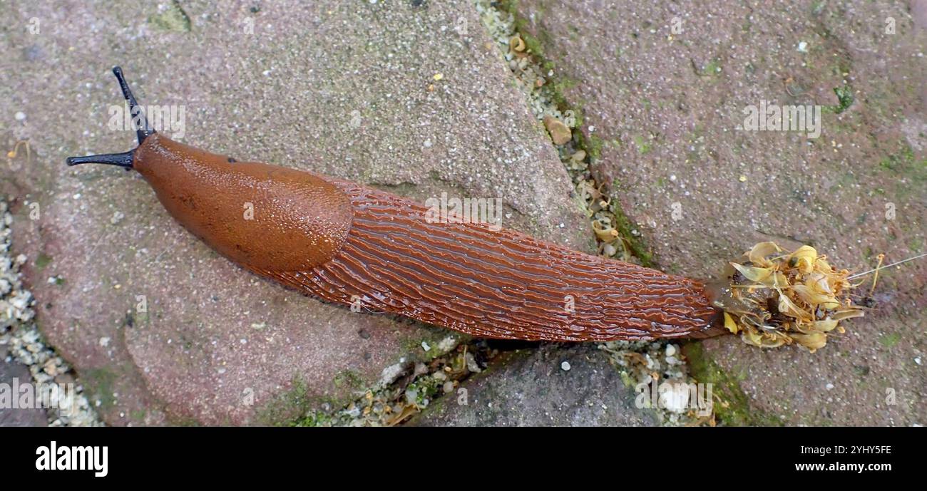 Arion Slugs (Arion Stock Photo - Alamy