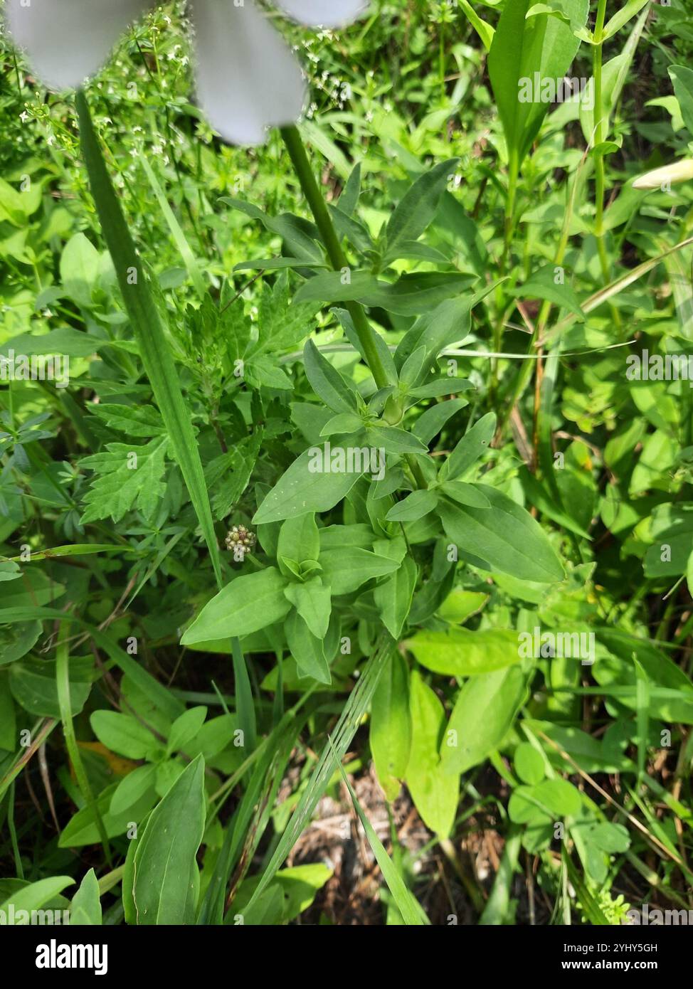 common soapwort (Saponaria officinalis Stock Photo - Alamy