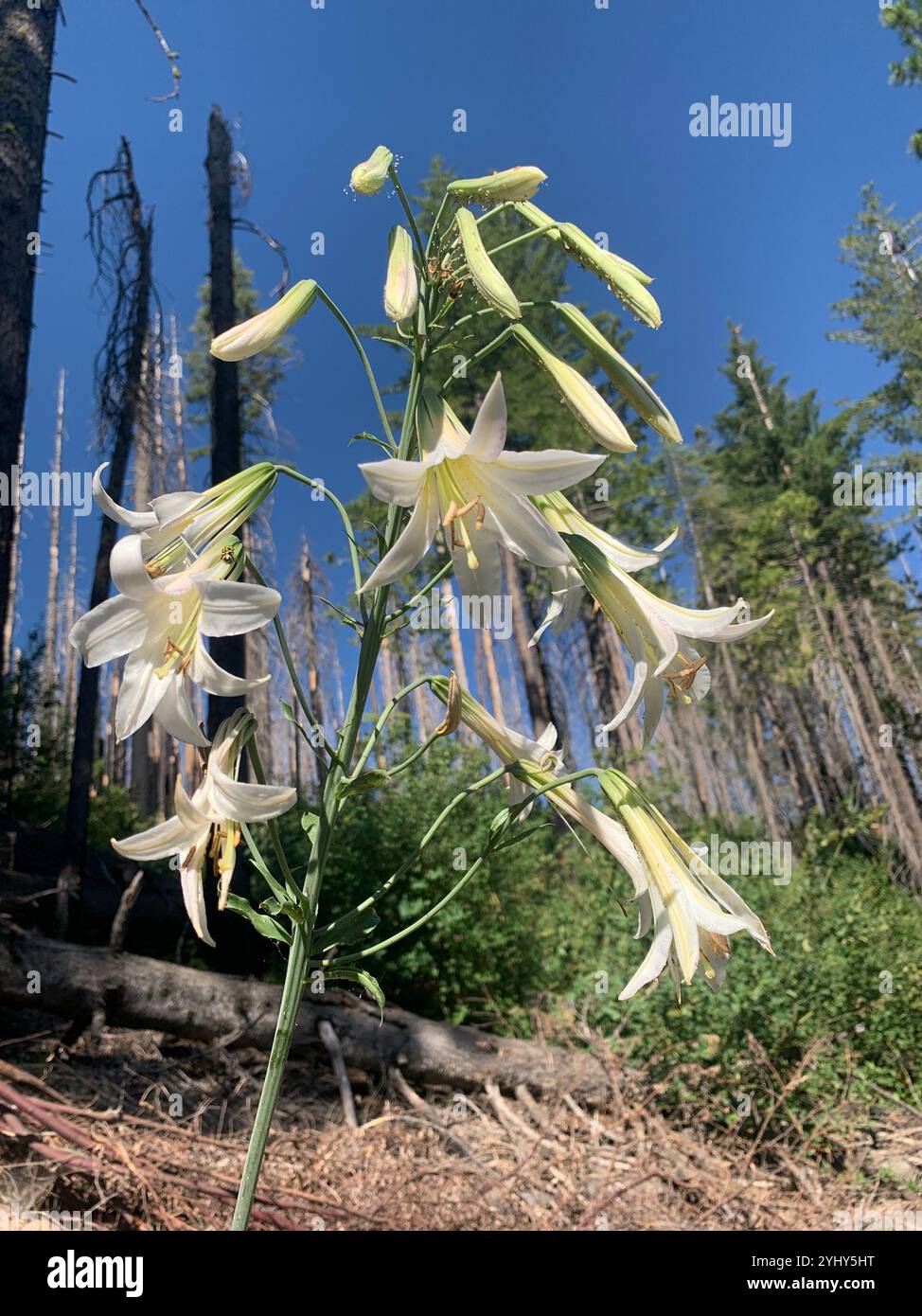 Washington lily (Lilium washingtonianum Stock Photo - Alamy