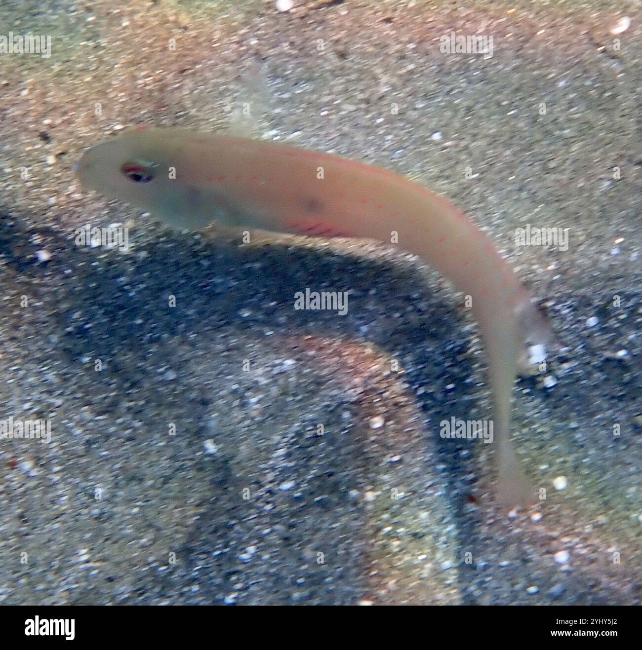Iniistius pentadactylus hi-res stock photography and images - Alamy