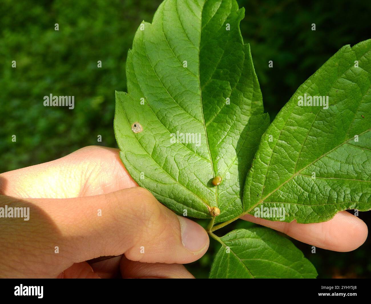 Contarinia hi-res stock photography and images - Alamy