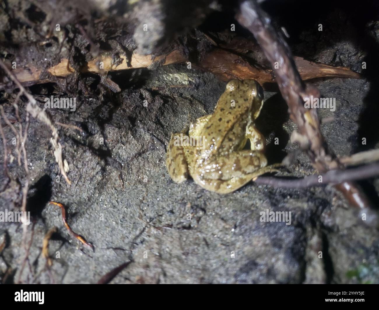 Rana cascadae cascades frog hi-res stock photography and images - Alamy