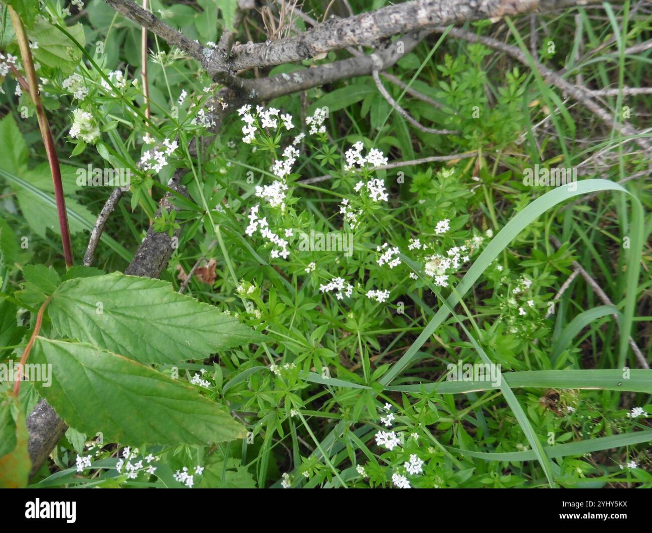 River Bedstraw (Galium rivale Stock Photo - Alamy