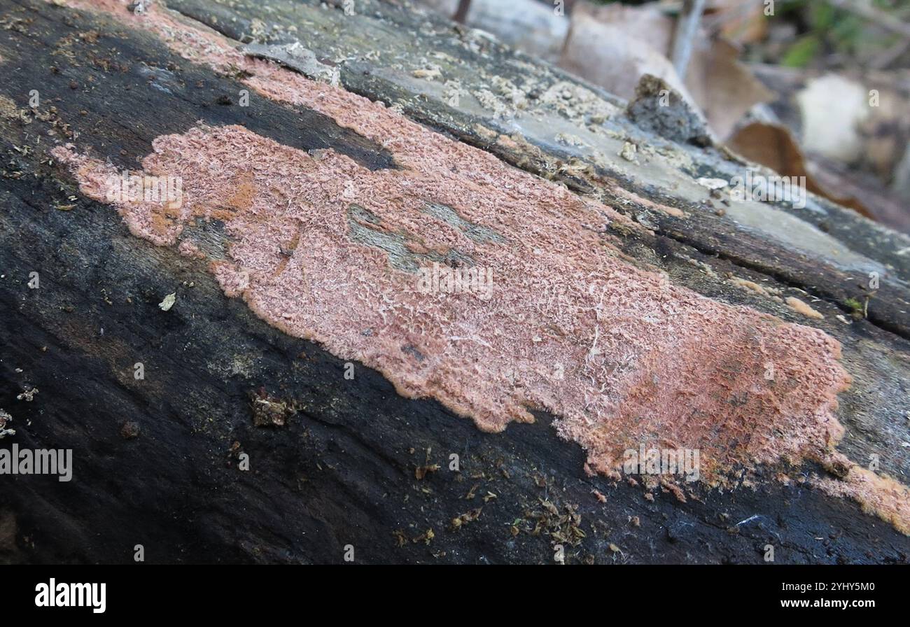 slime molds (Mycetozoa Stock Photo - Alamy