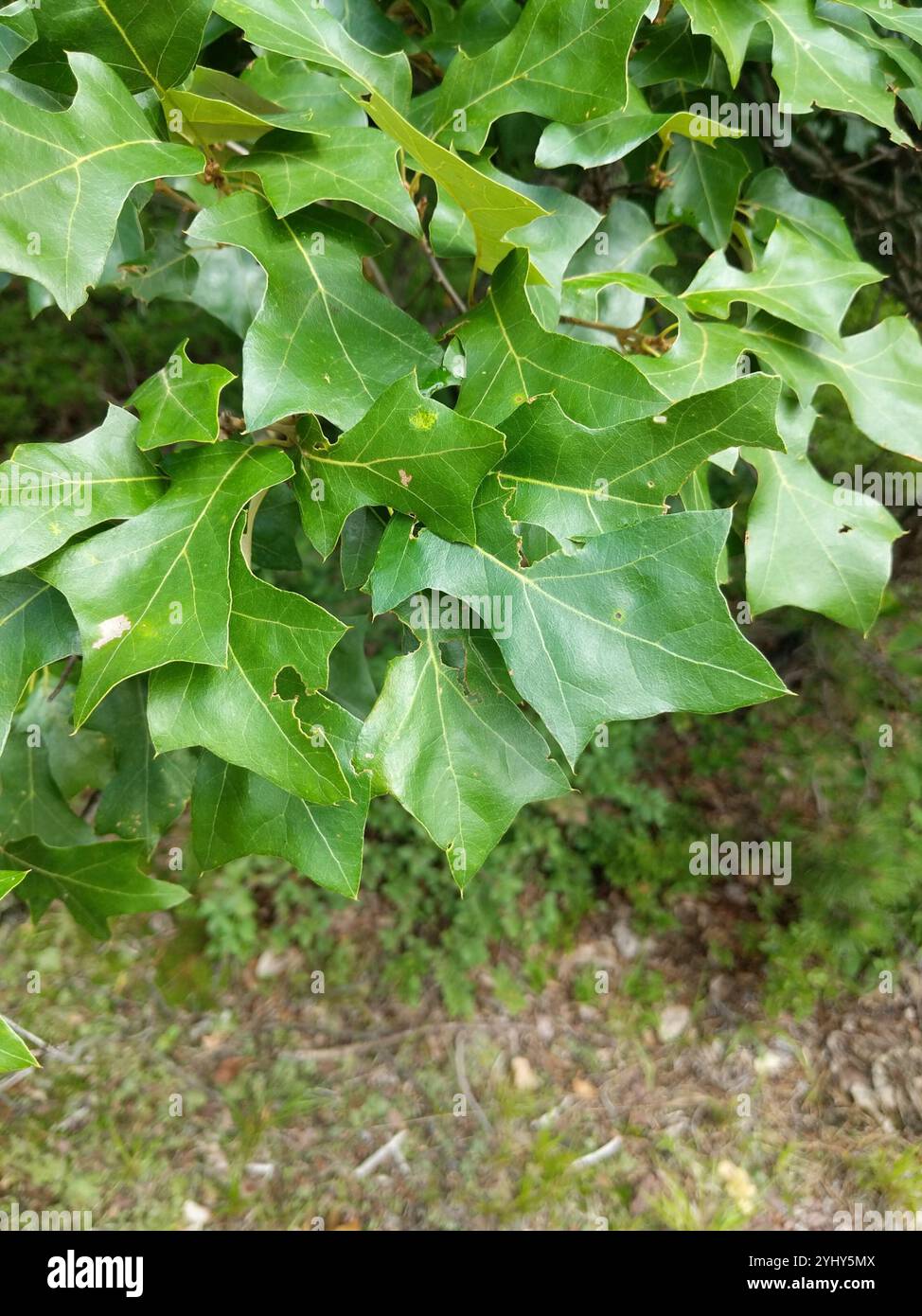 bear oak (Quercus ilicifolia Stock Photo - Alamy