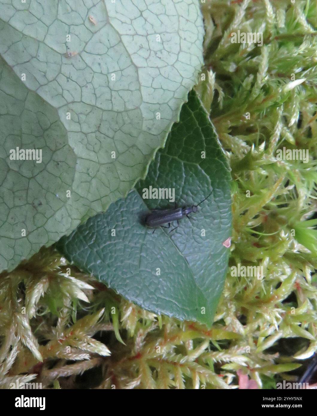 Water, Rove, Scarab, Long-horned, Leaf, and Snout Beetles (Polyphaga ...