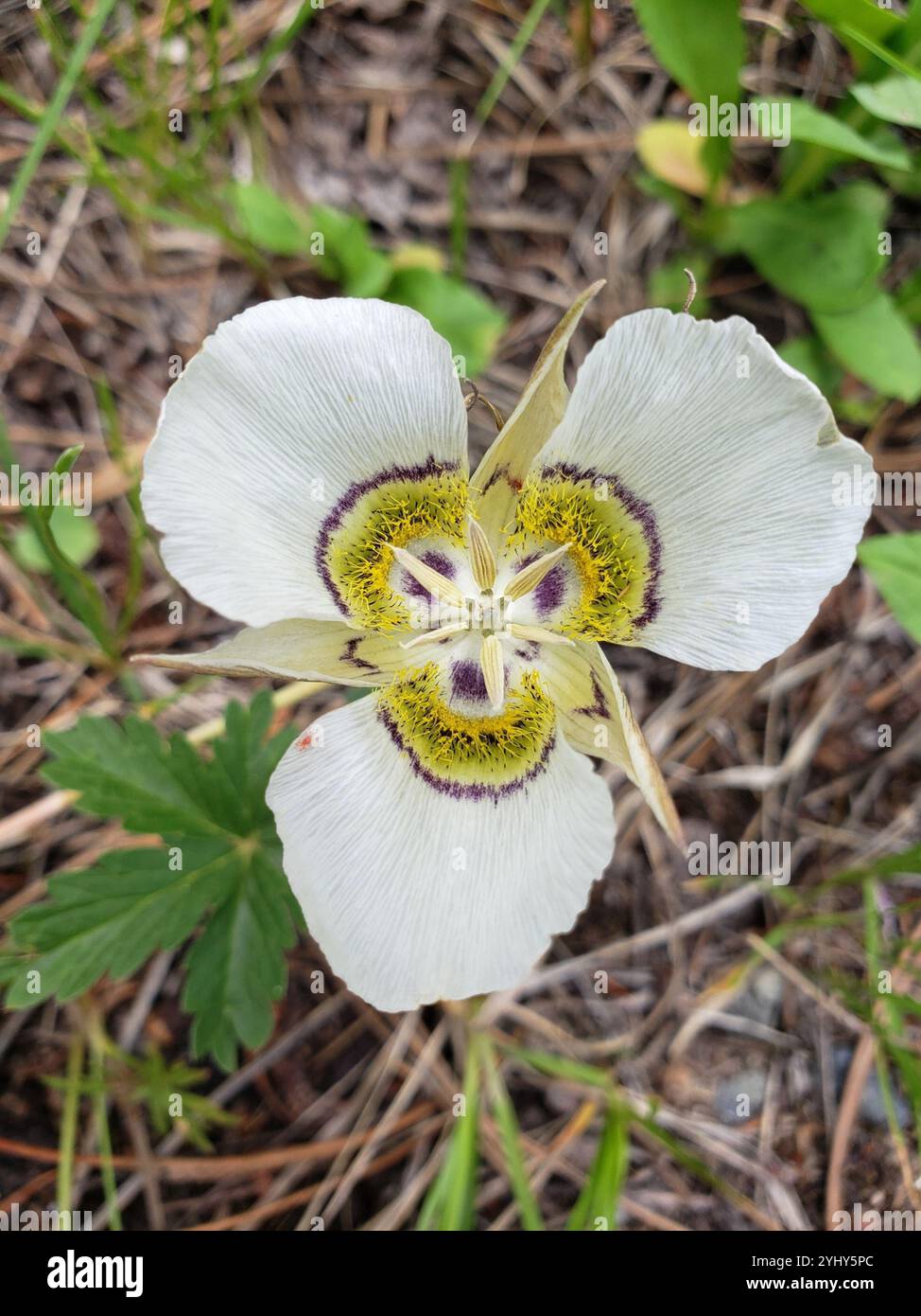 Gunnison's Mariposa Lily (Calochortus gunnisonii Stock Photo - Alamy