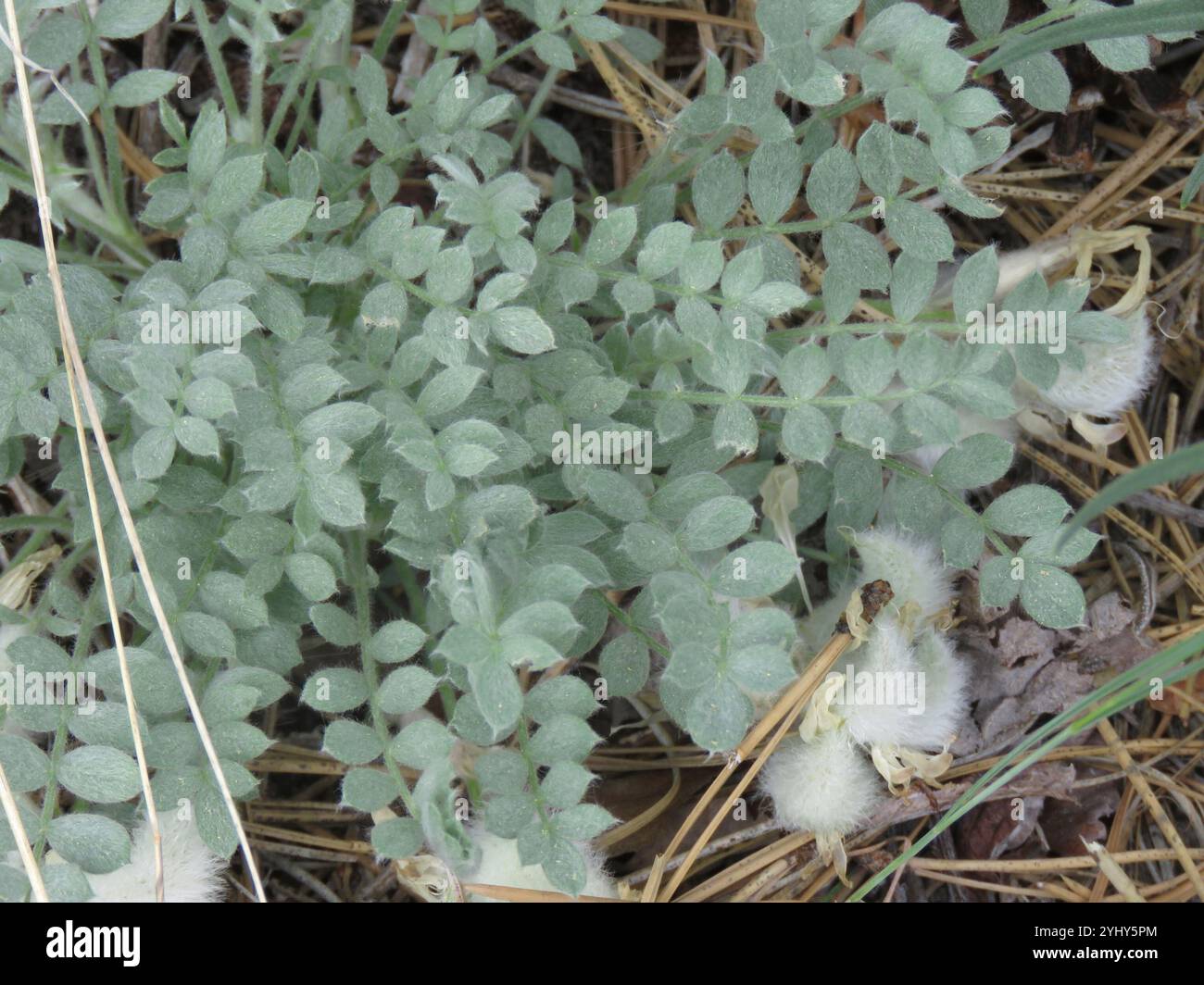 woollypod milkvetch (Astragalus purshii Stock Photo - Alamy
