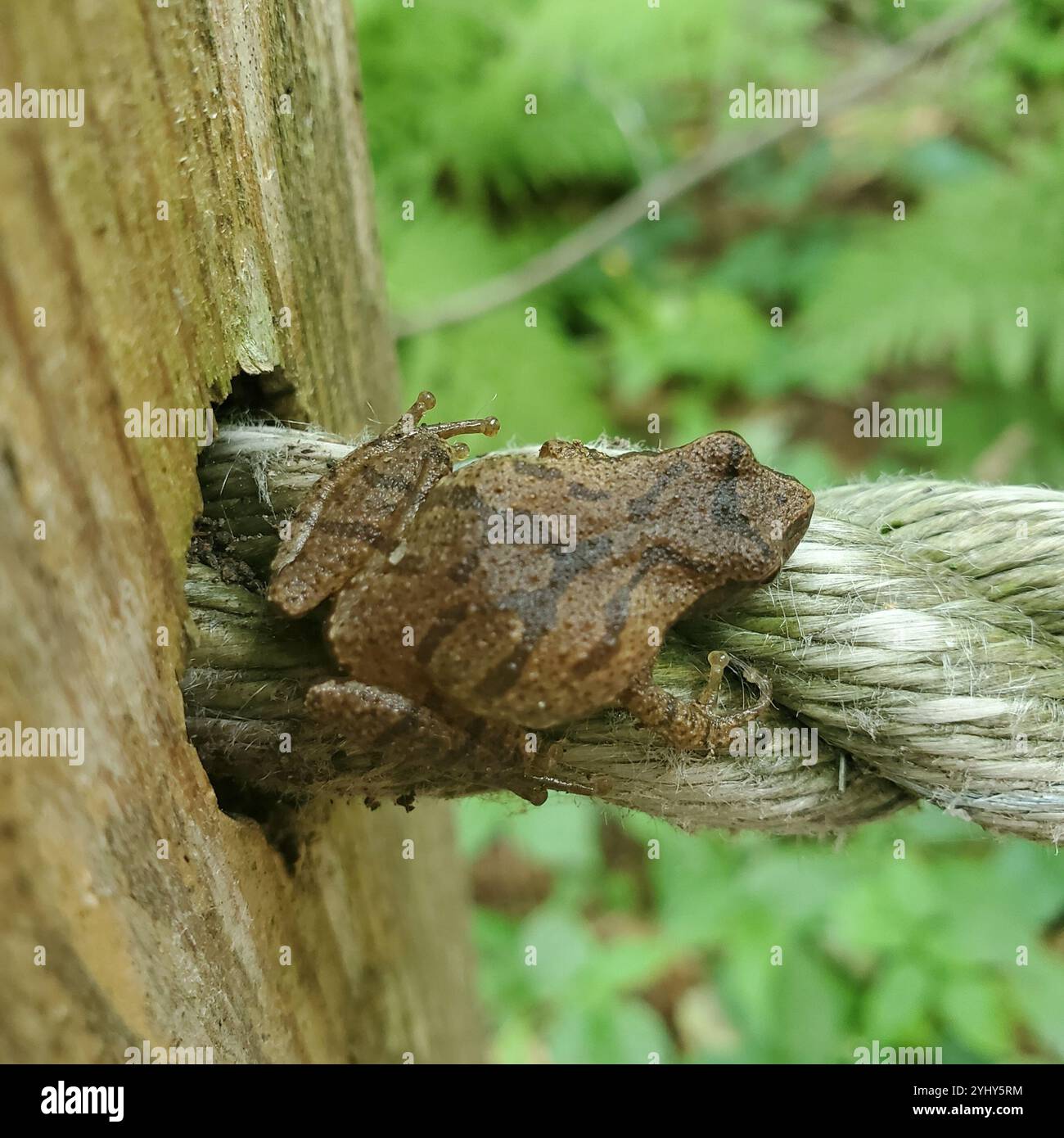 Spring Peeper (Pseudacris crucifer Stock Photo - Alamy