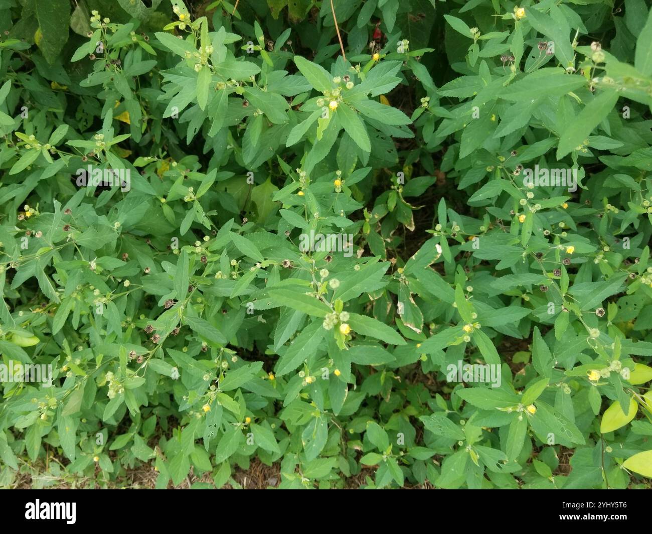 Cuban jute (Sida rhombifolia Stock Photo - Alamy