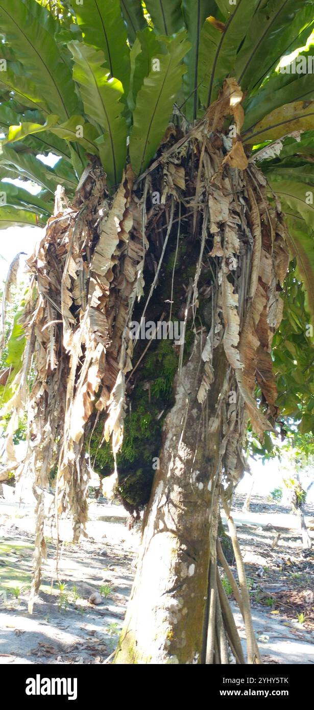 polypody family (Polypodiaceae Stock Photo - Alamy
