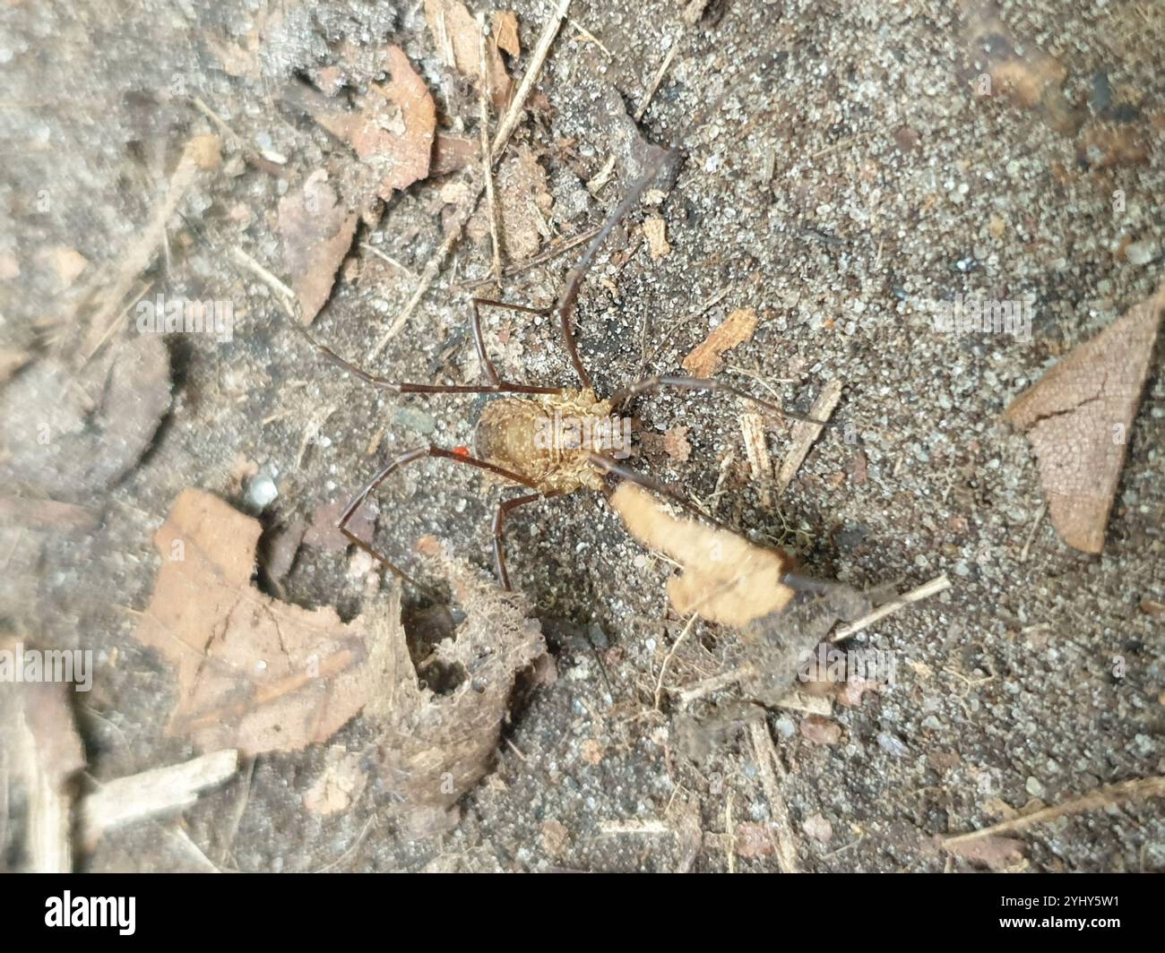 Spring Harvestman (Rilaena triangularis Stock Photo - Alamy