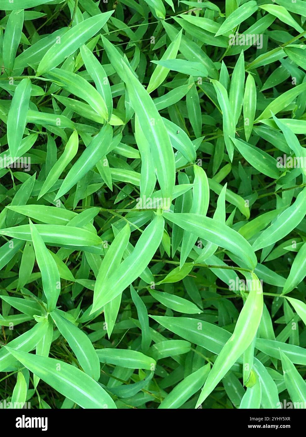 Japanese stiltgrass (Microstegium vimineum Stock Photo - Alamy