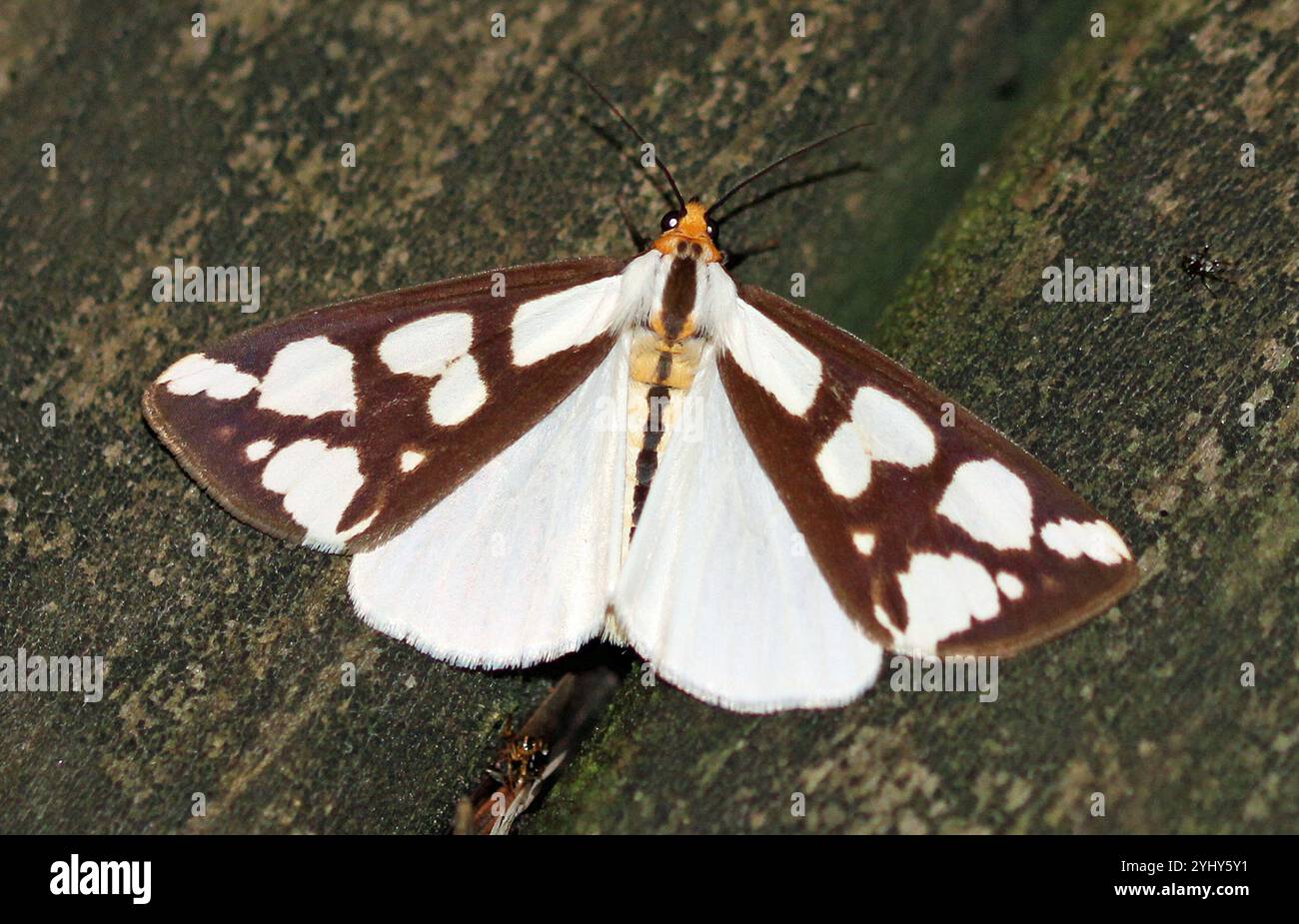 Confused Haploa Moth (Haploa confusa Stock Photo - Alamy