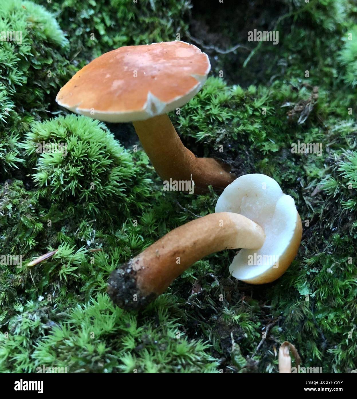 Gyroporus castaneus hi-res stock photography and images - Alamy