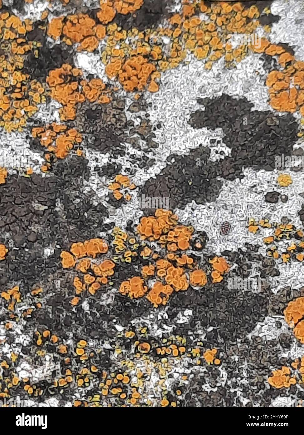 common lichens (Lecanoromycetes Stock Photo - Alamy