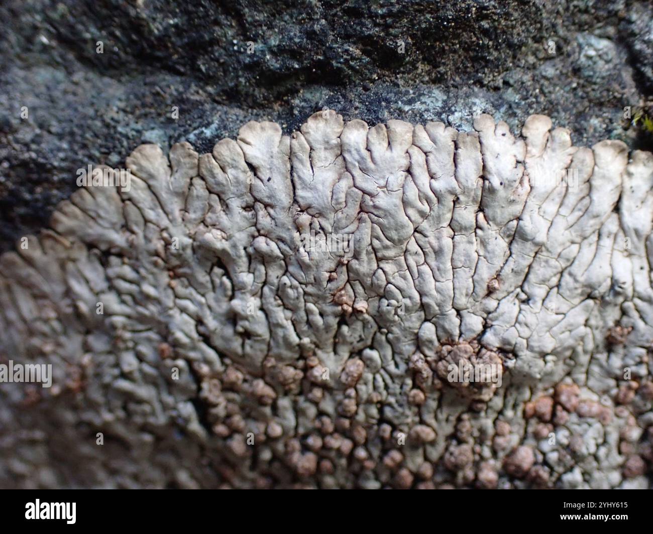 common lichens (Lecanoromycetes Stock Photo - Alamy