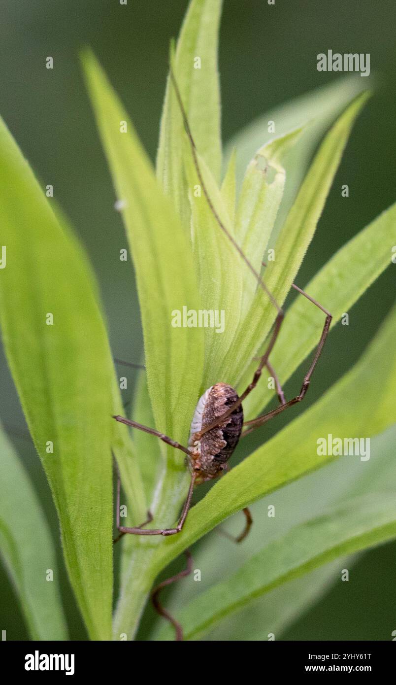 European Harvestman (Phalangium opilio Stock Photo - Alamy
