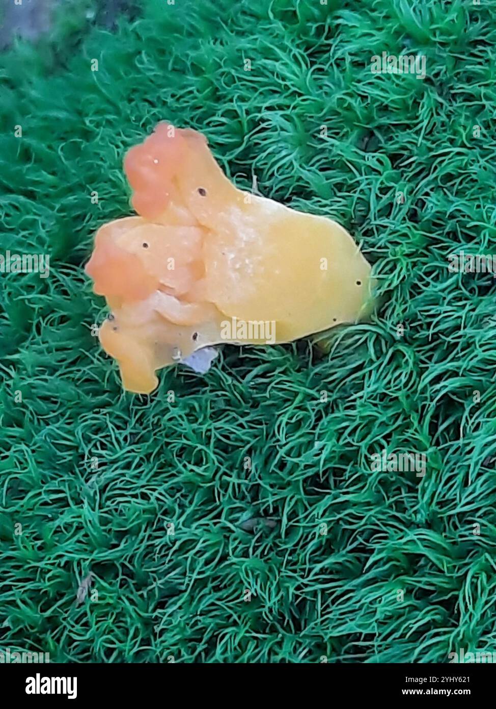Higher basidiomycetes hi-res stock photography and images - Alamy