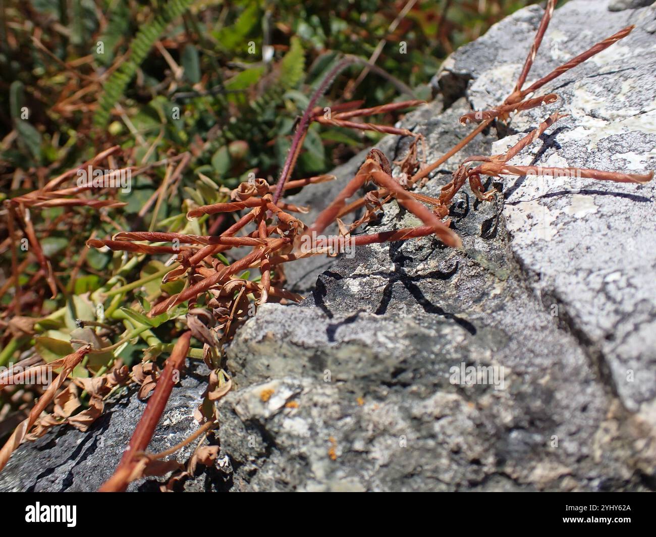 witch's-teeth (Hosackia gracilis Stock Photo - Alamy