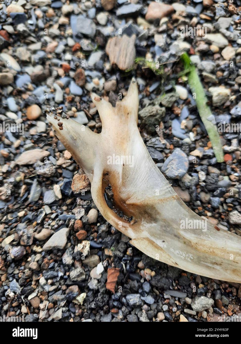 North American Freshwater Catfishes (Ictaluridae Stock Photo - Alamy