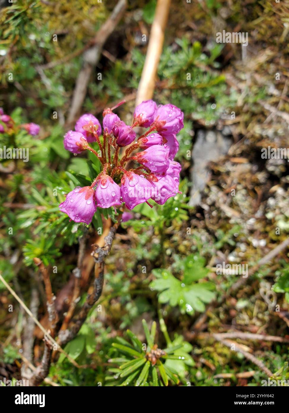 pink mountainheath (Phyllodoce empetriformis Stock Photo - Alamy