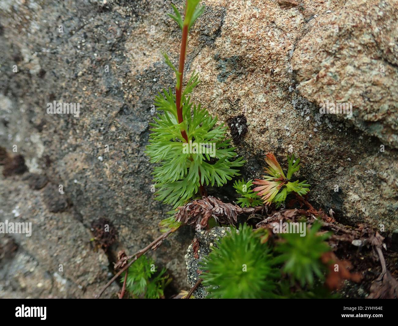 Partridgefoot (Luetkea pectinata Stock Photo - Alamy