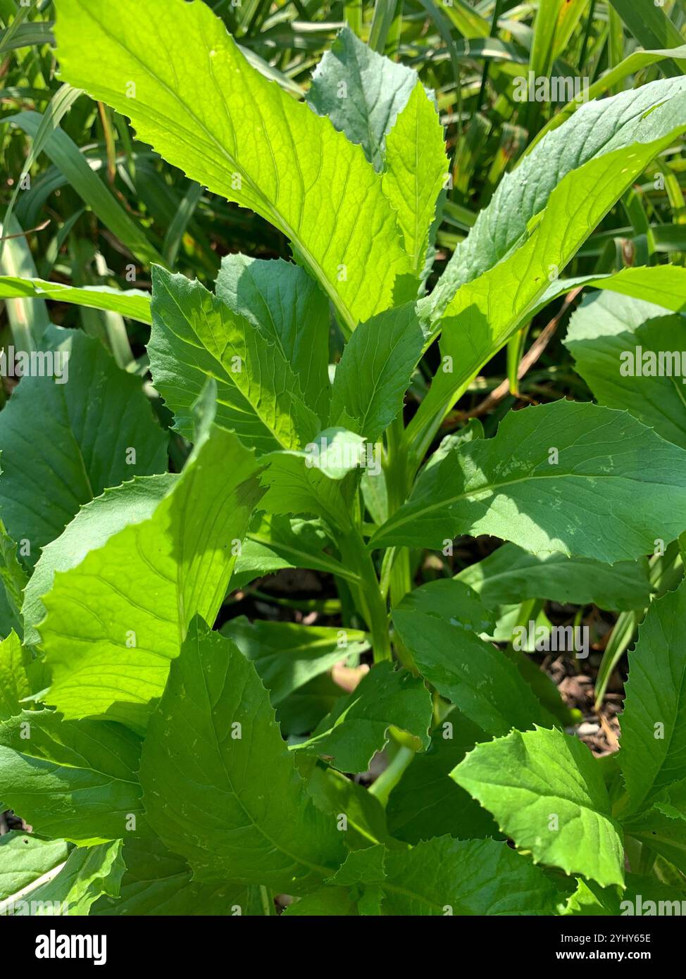 American burnweed (Erechtites hieraciifolius Stock Photo - Alamy
