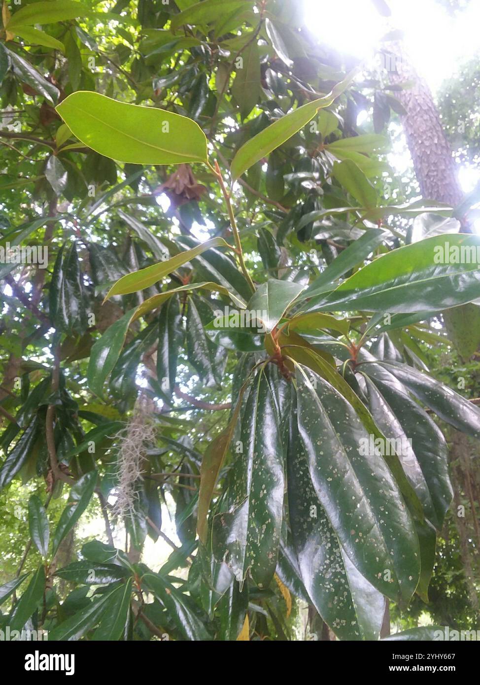 southern magnolia (Magnolia grandiflora Stock Photo - Alamy