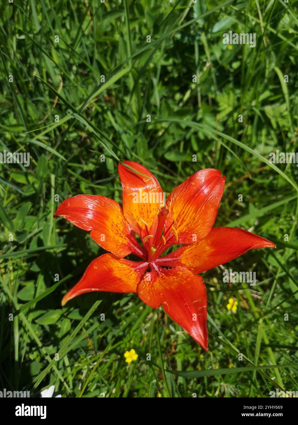fire lily (Lilium bulbiferum Stock Photo - Alamy