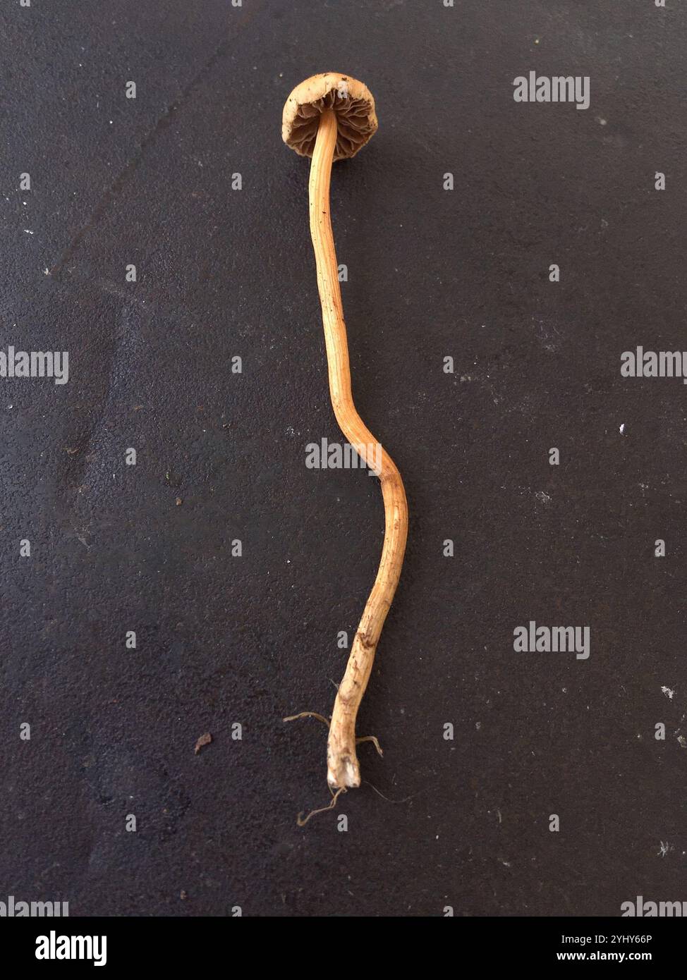 Common Fieldcap (Agrocybe pediades Stock Photo - Alamy