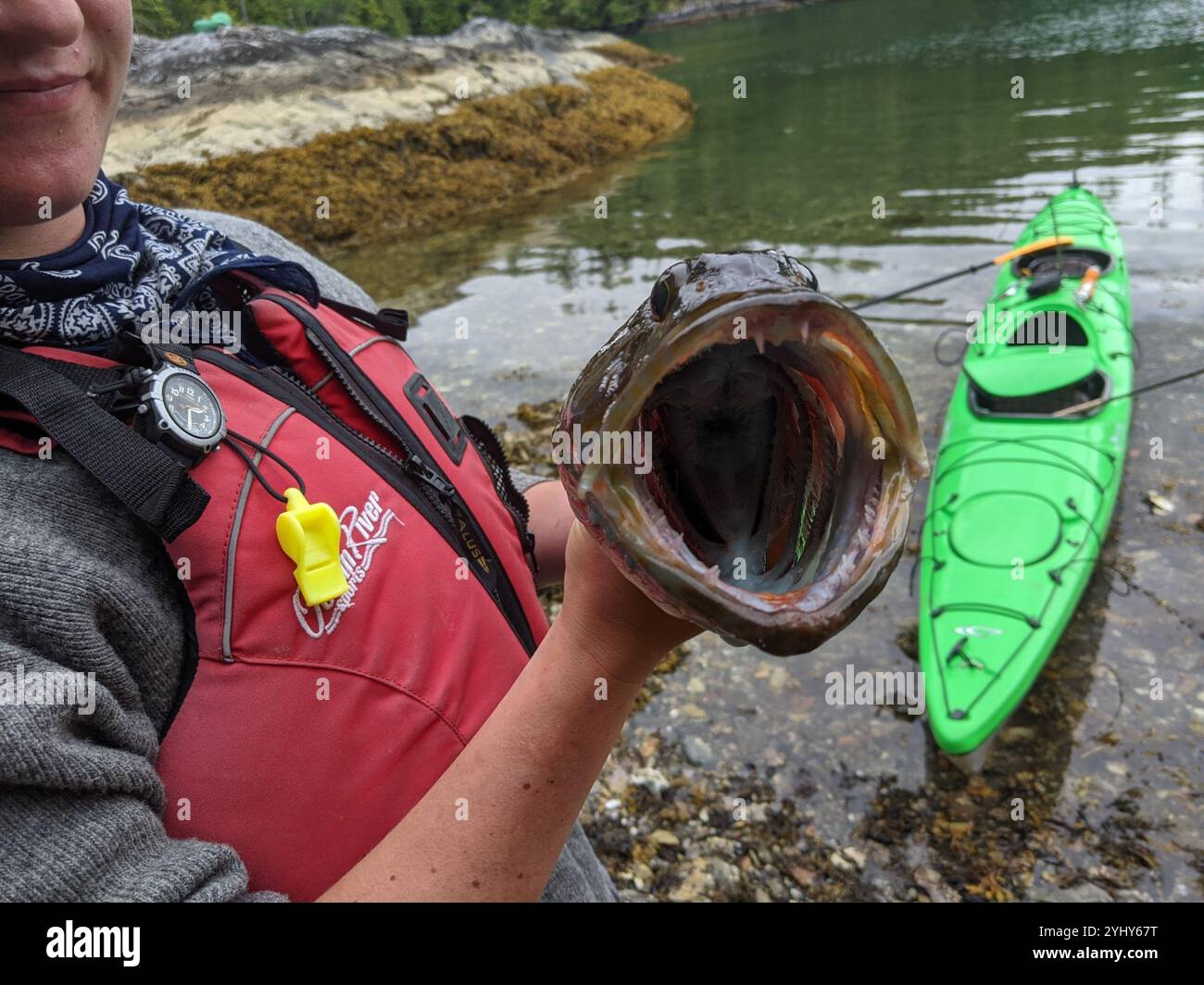 Lingcod (Ophiodon elongatus Stock Photo - Alamy