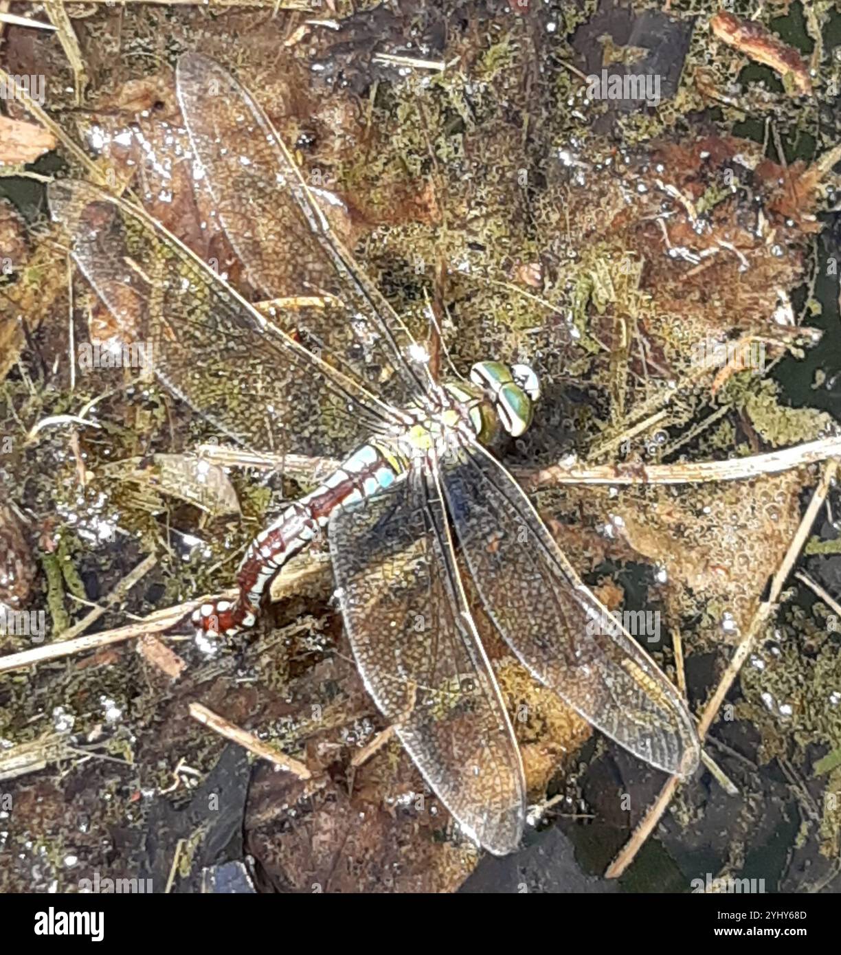 Blue Emperor (Anax imperator Stock Photo - Alamy