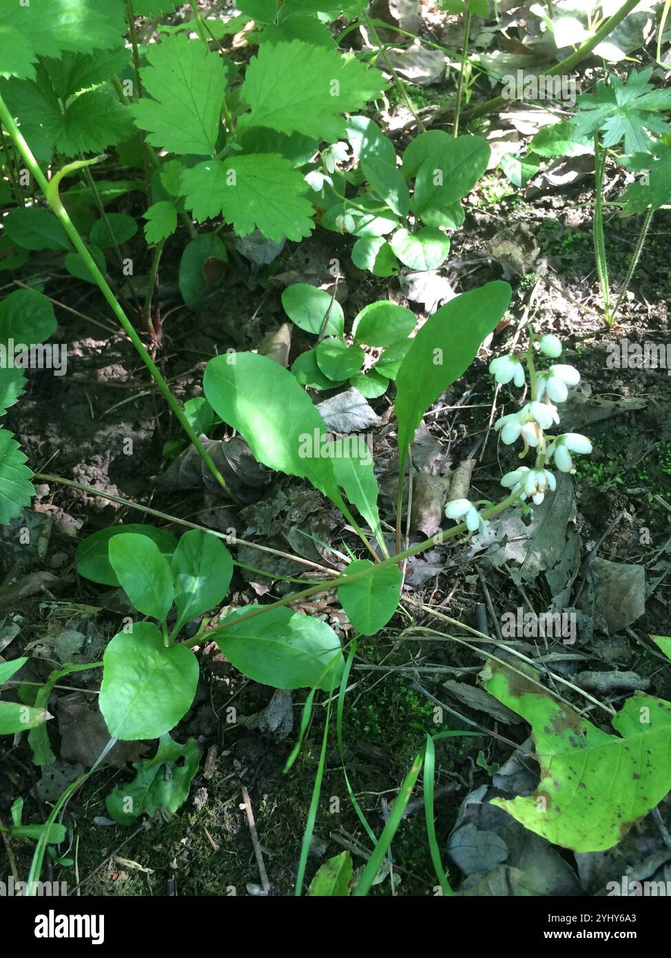Pyrola elliptica hi-res stock photography and images - Alamy